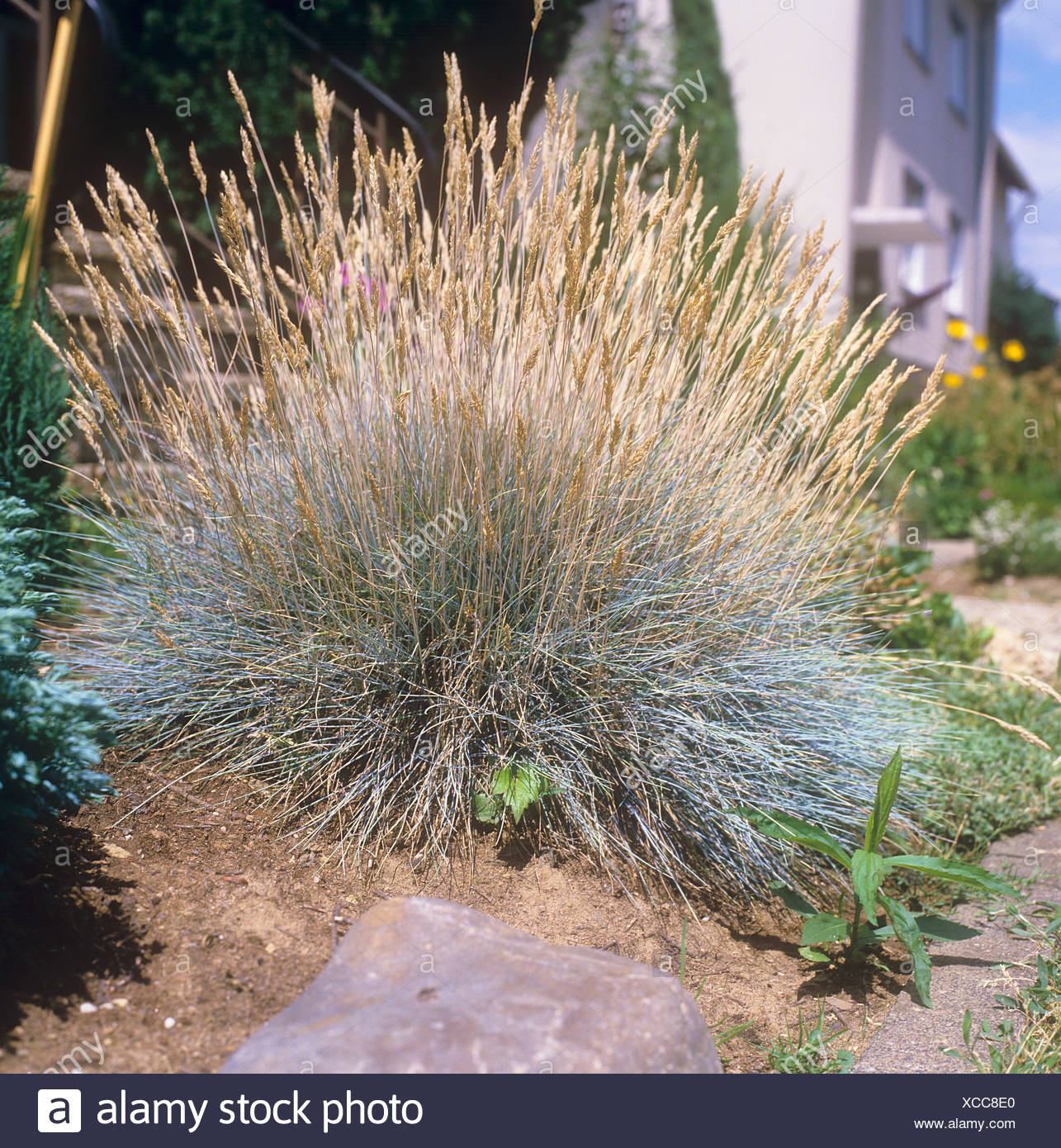 Fescue Festuca Glauca High Resolution Stock Photography and Images - Alamy