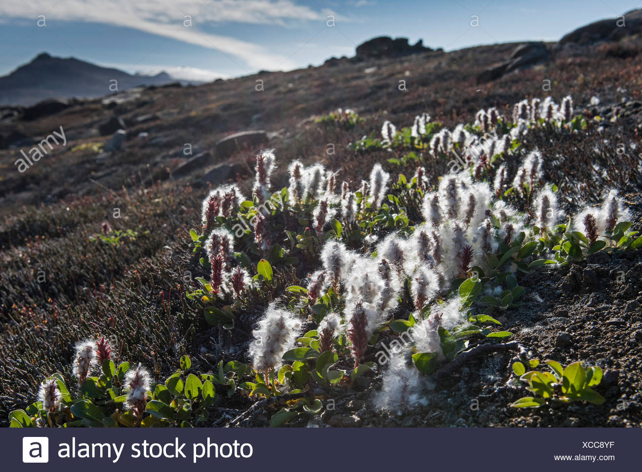 Arctic Willow Stock Photos & Arctic Willow Stock Images - Alamy
