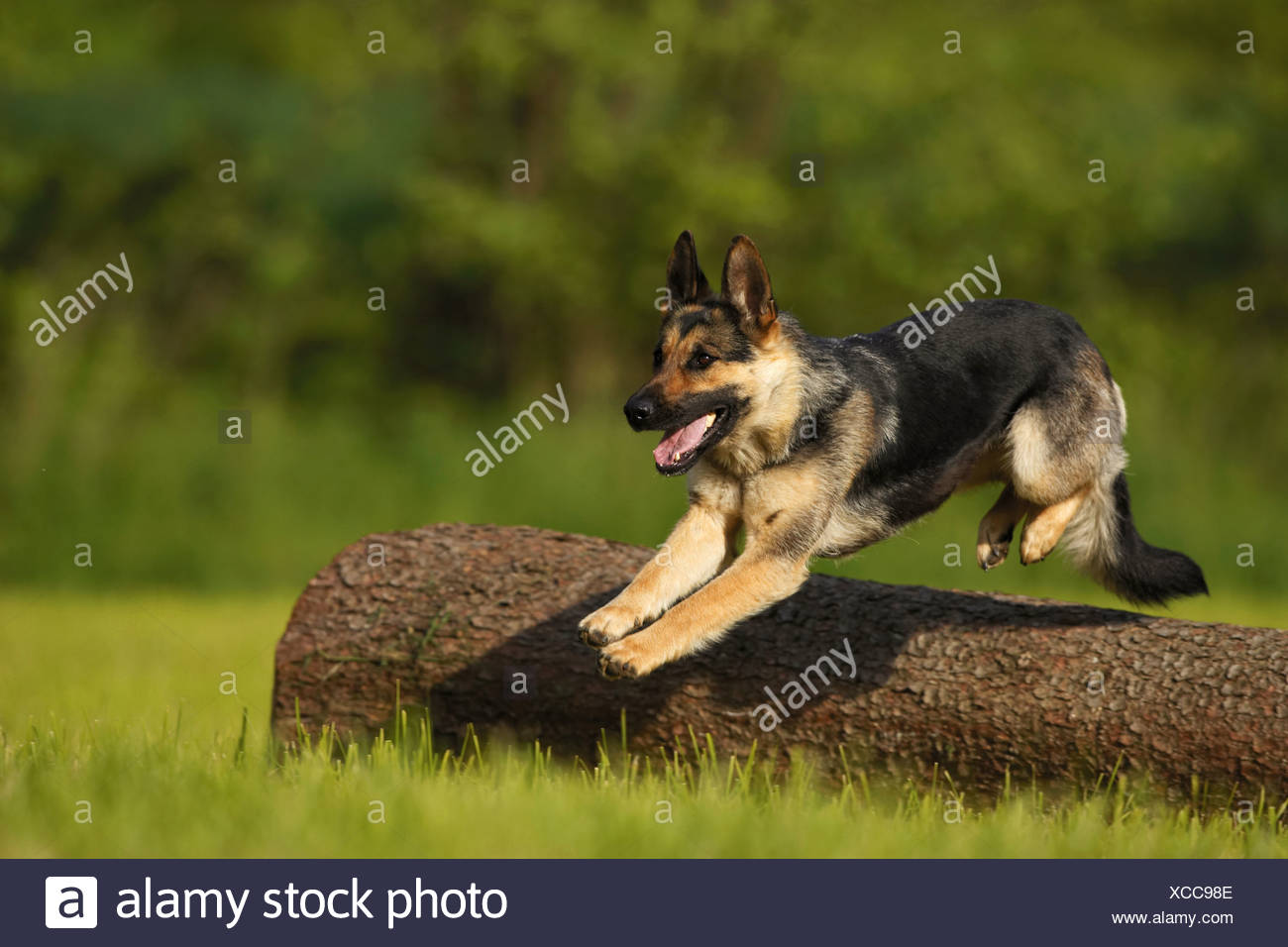 Dog Jumping Log High Resolution Stock Photography and Images - Alamy