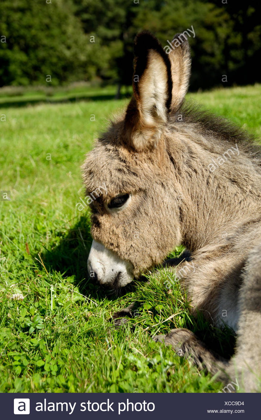 Donkey Profile High Resolution Stock Photography and Images - Alamy