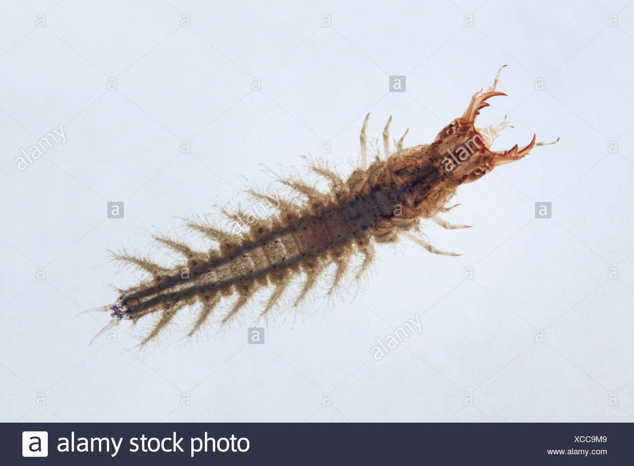 Hydrochara Caraboides High Resolution Stock Photography and Images - Alamy