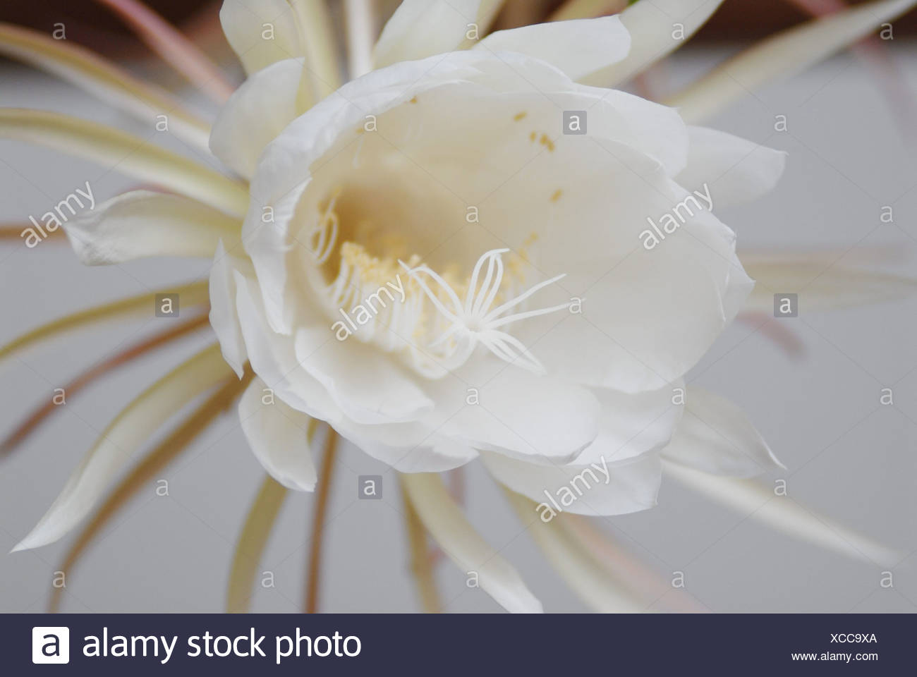 Growing Epiphyllum High Resolution Stock Photography and Images - Alamy