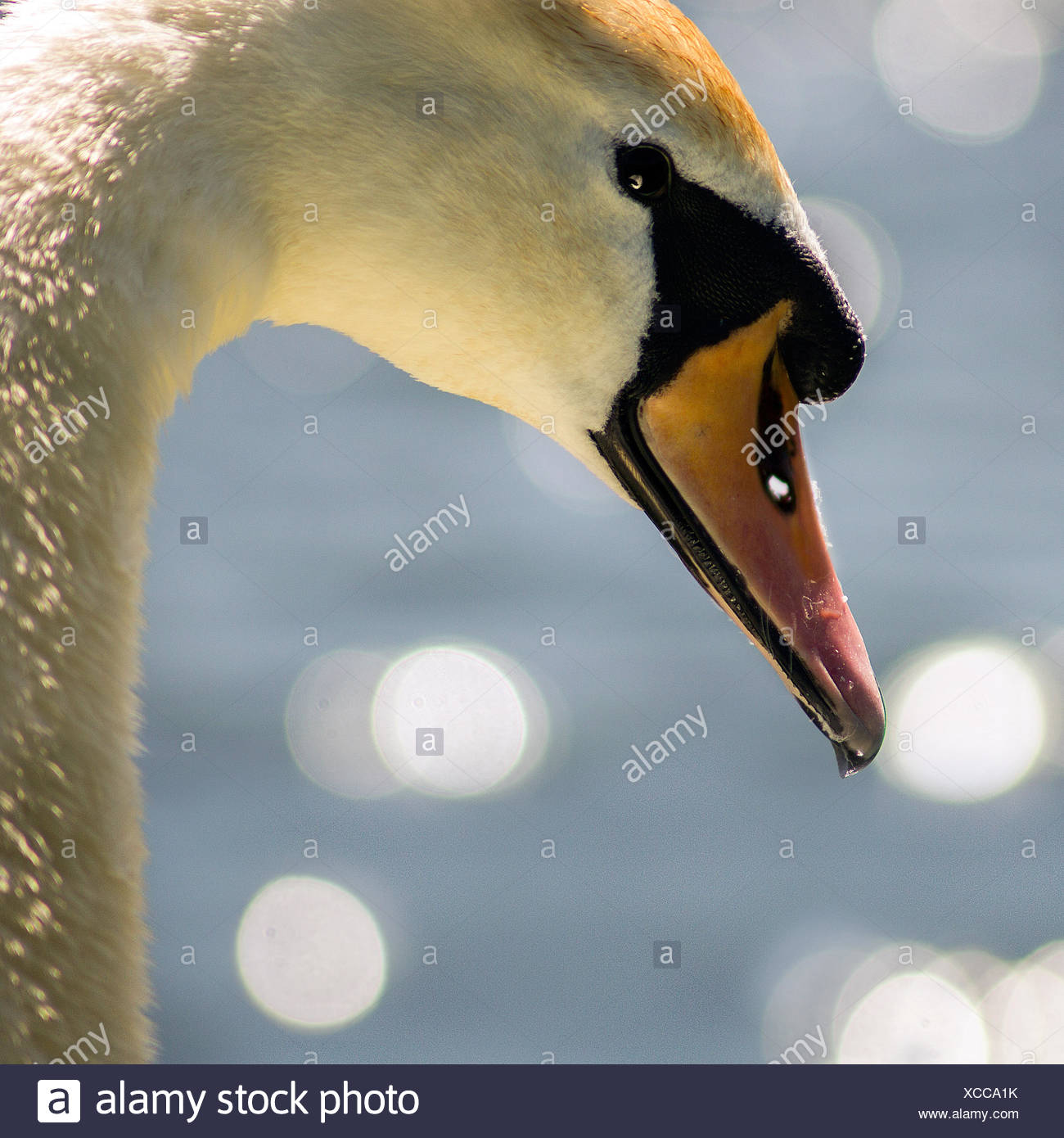 Swan Swan Swan Swan Swan High Resolution Stock Photography and Images ...