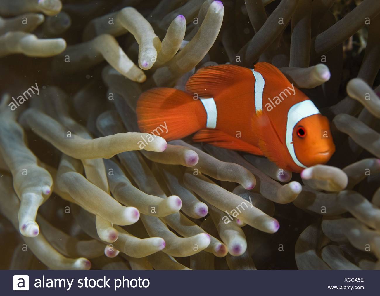 Amphiprion Biaculeatus High Resolution Stock Photography and Images - Alamy