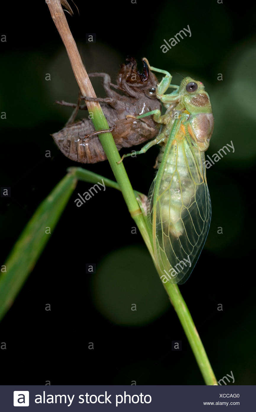 Suborder Bugs High Resolution Stock Photography and Images - Alamy