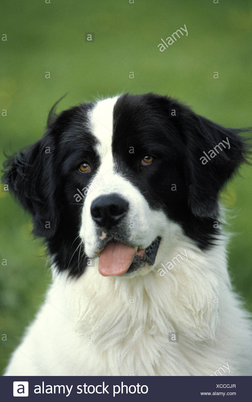 Landseer High Resolution Stock Photography and Images - Alamy
