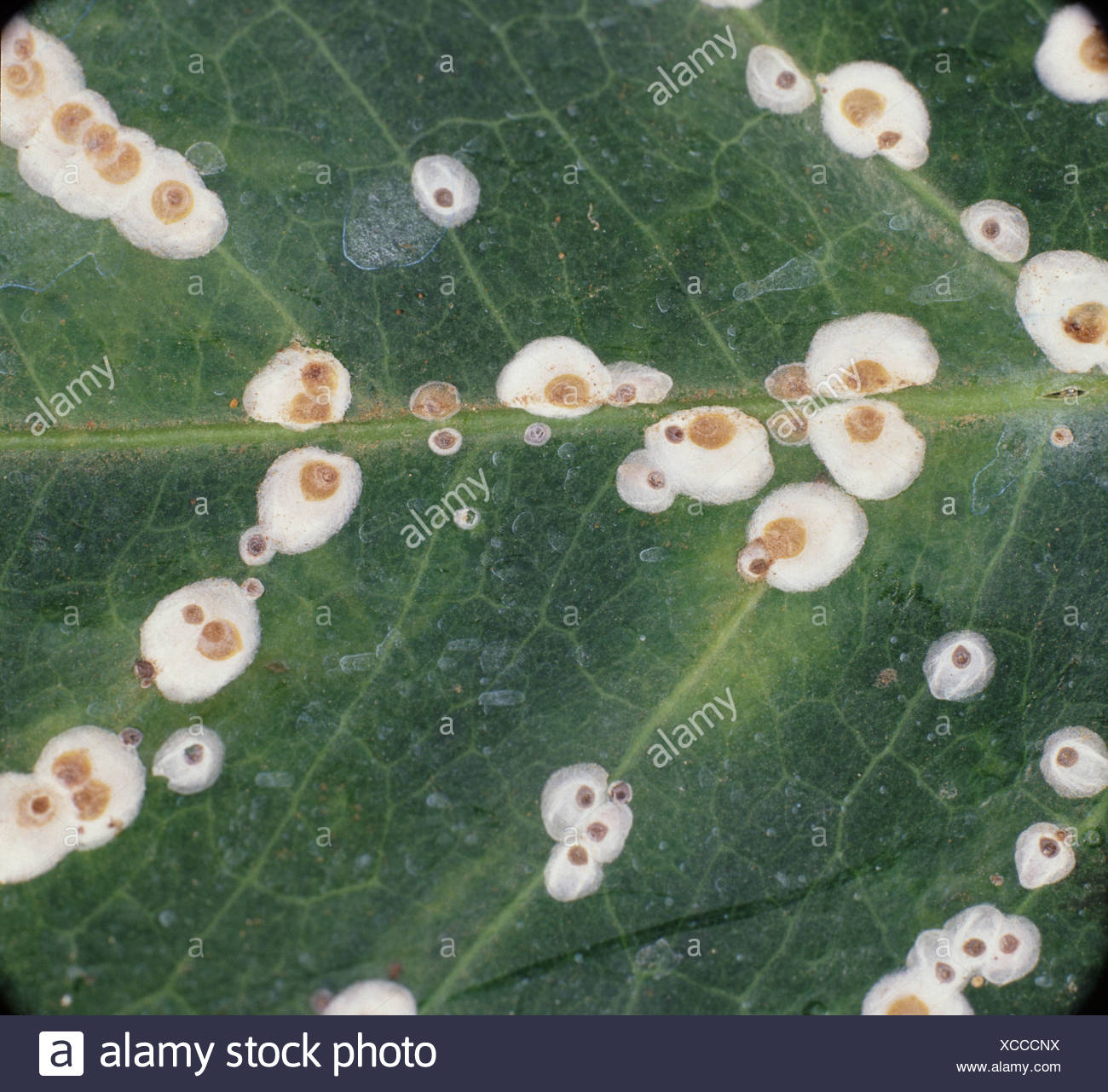 Diaspididae Stock Photos & Diaspididae Stock Images - Alamy