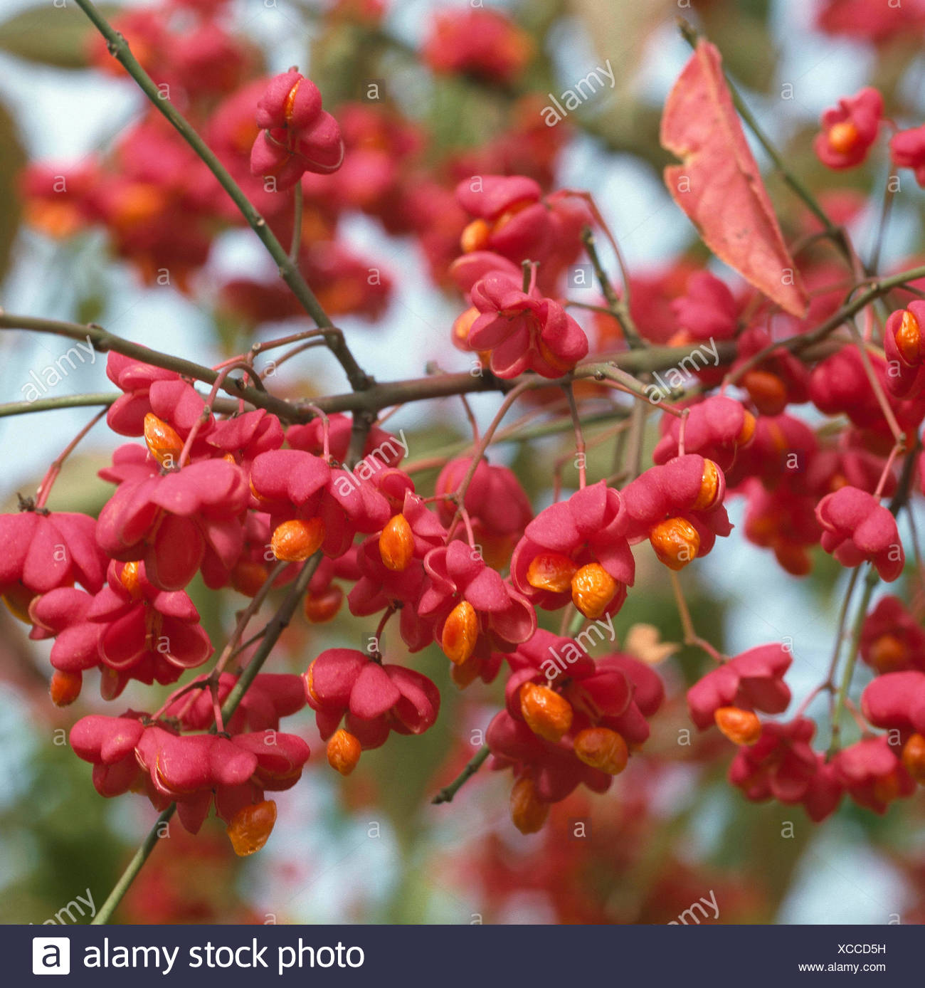Euonymus Europaeus Berries High Resolution Stock Photography and Images ...