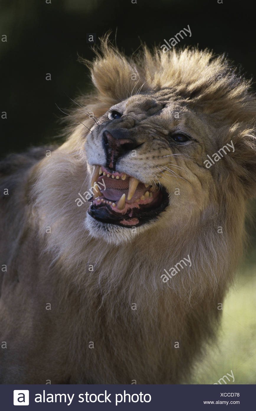 Lion Roaring Mane Stock Photos & Lion Roaring Mane Stock Images - Alamy