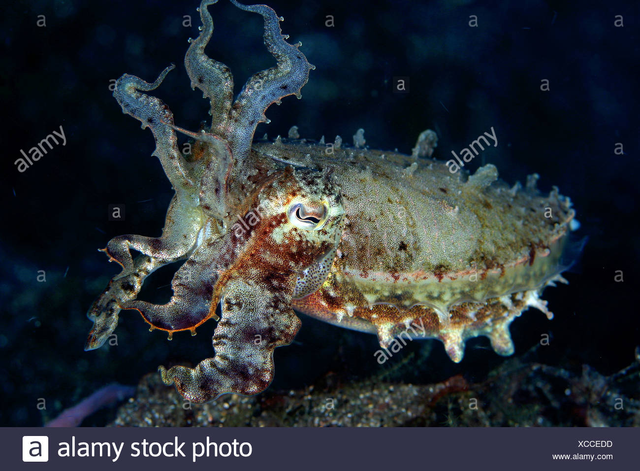 Underwater Glue High Resolution Stock Photography and Images - Alamy