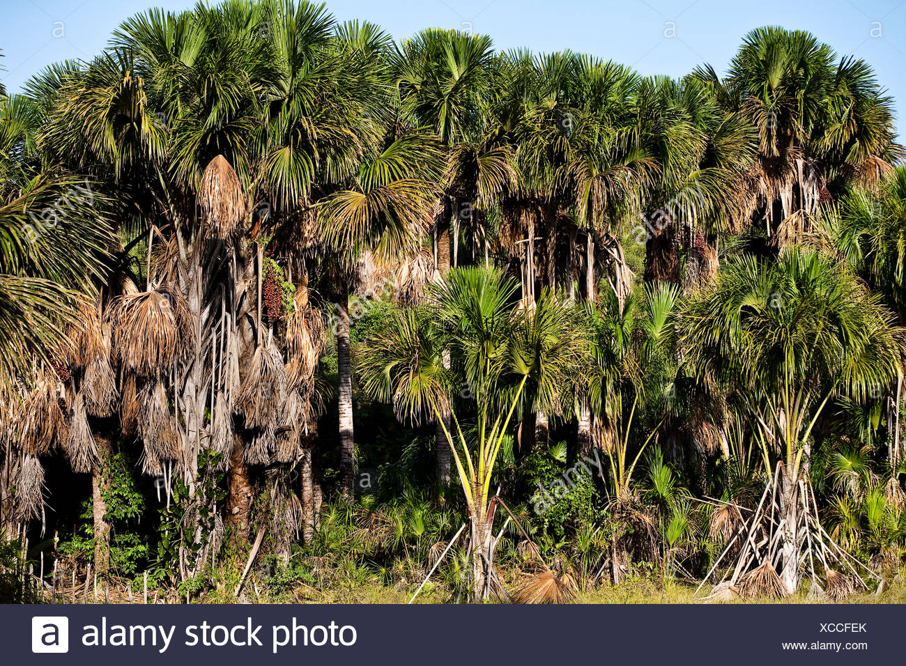 Buriti Palm High Resolution Stock Photography and Images - Alamy