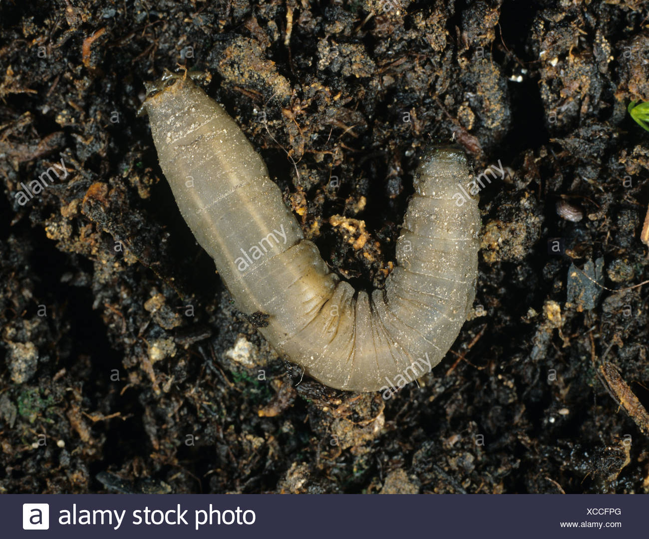 Leatherjacket Insect High Resolution Stock Photography and Images - Alamy