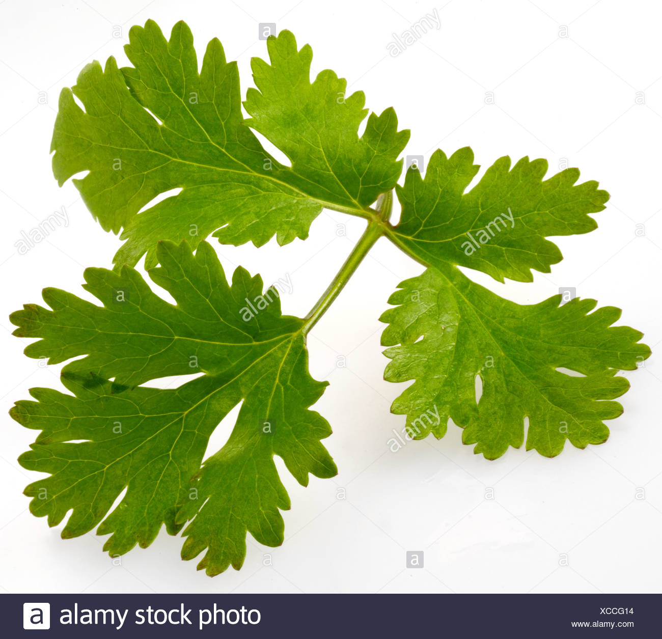 Culantrillo Stock Photos & Culantrillo Stock Images - Alamy