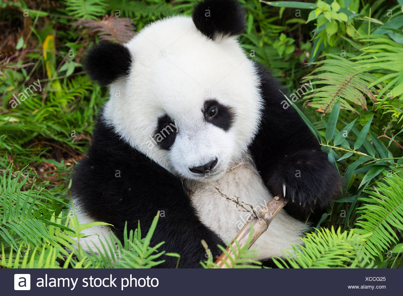Conservation Animals High Resolution Stock Photography and Images - Alamy