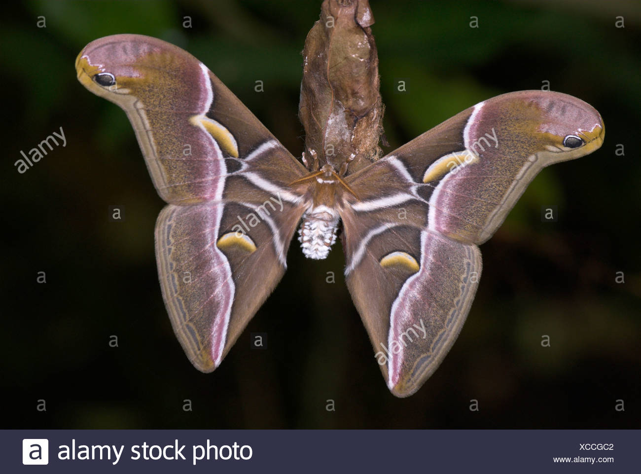 Silkmoth Stock Photos & Silkmoth Stock Images - Alamy