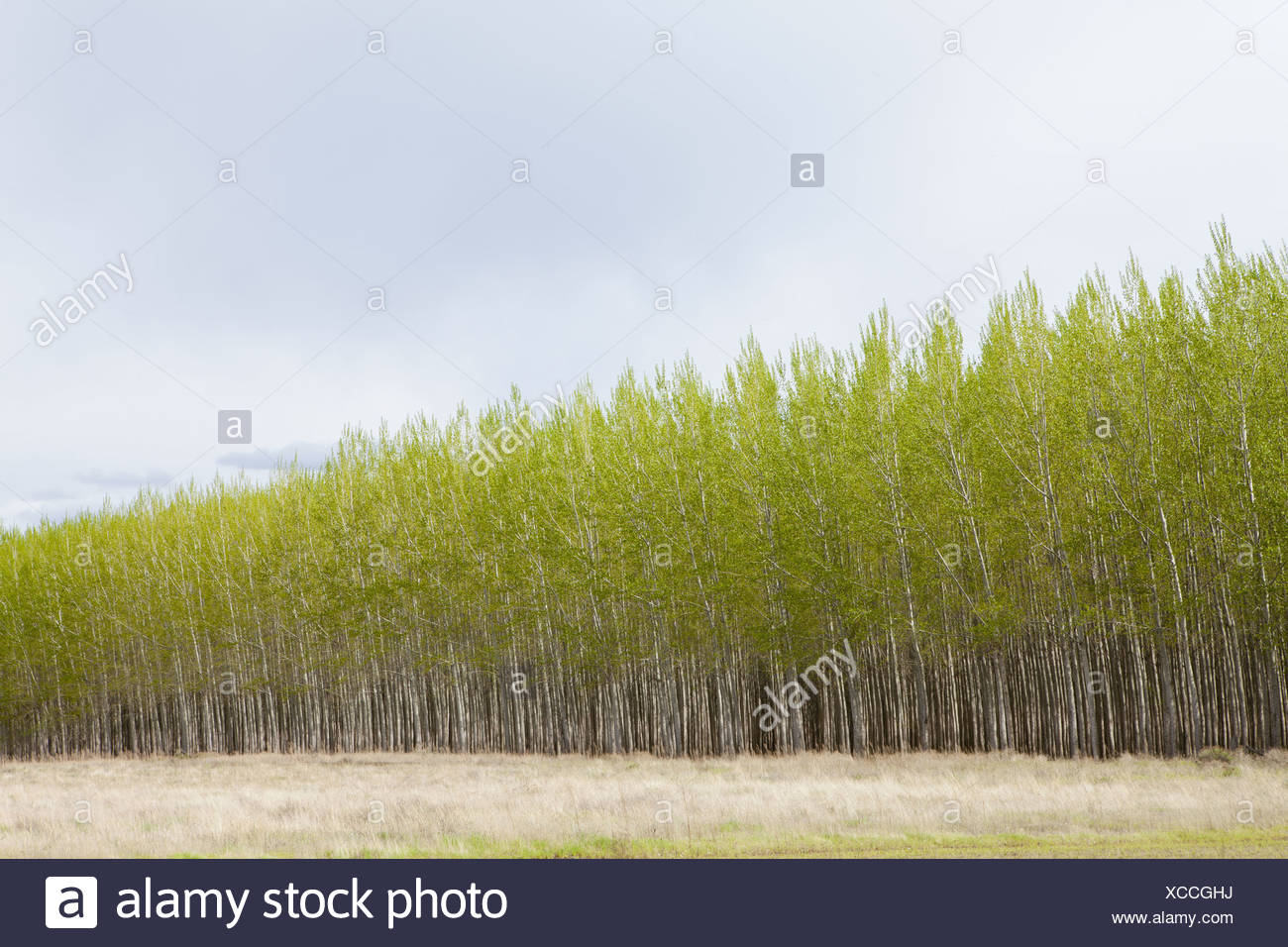 Large Trunks High Resolution Stock Photography and Images - Alamy
