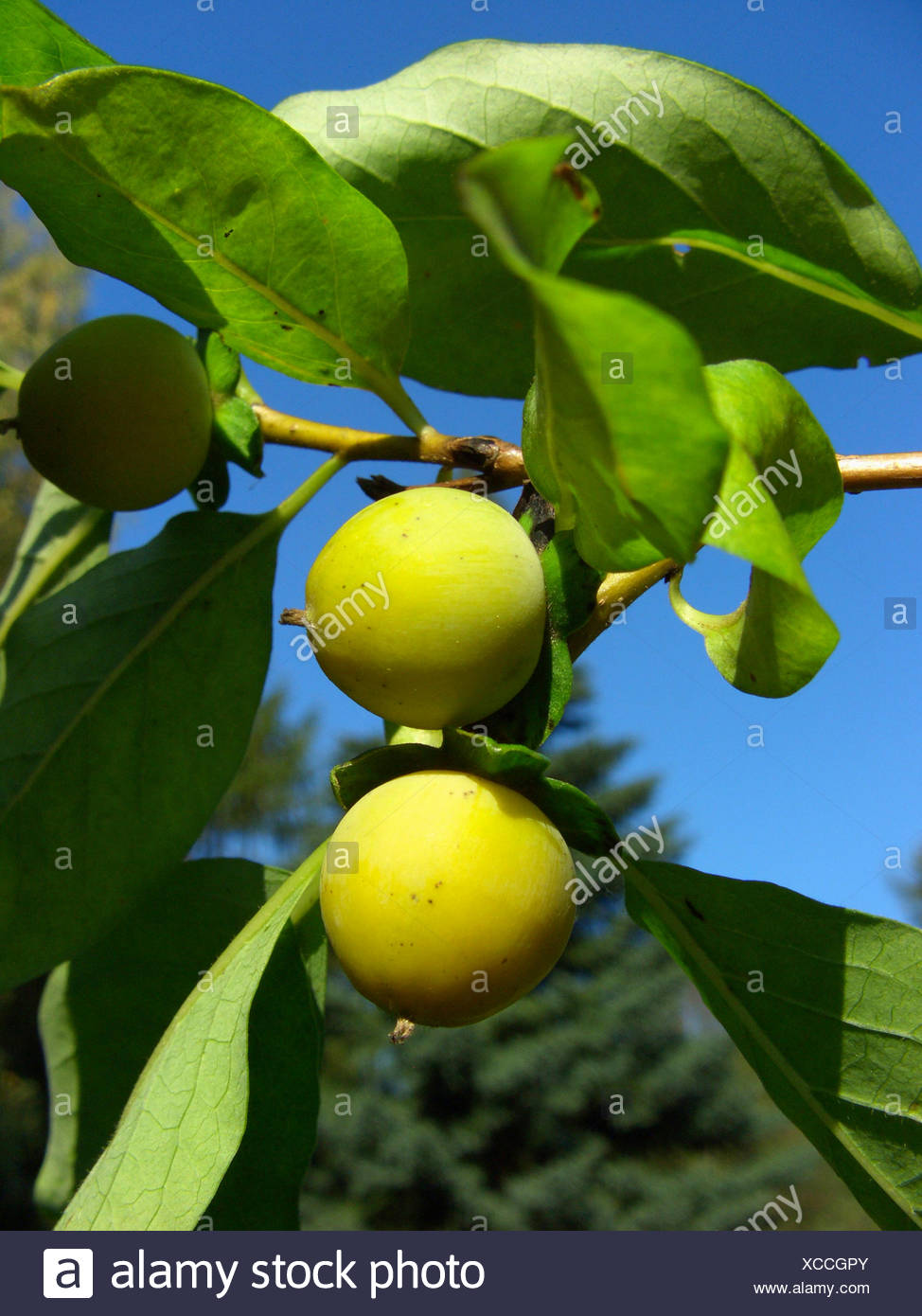 Lotus Tree High Resolution Stock Photography and Images - Alamy