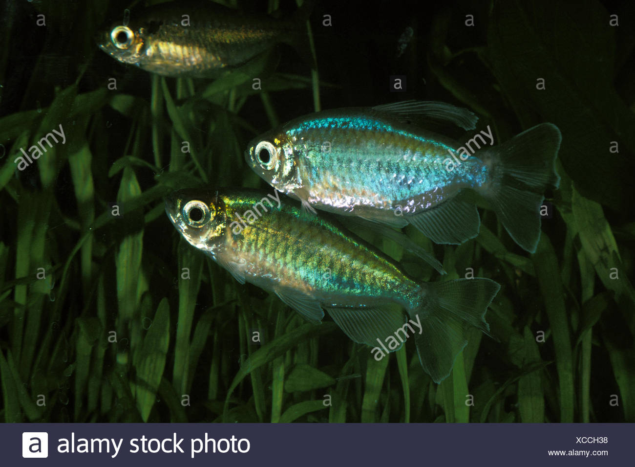 Congo Tetra High Resolution Stock Photography and Images - Alamy