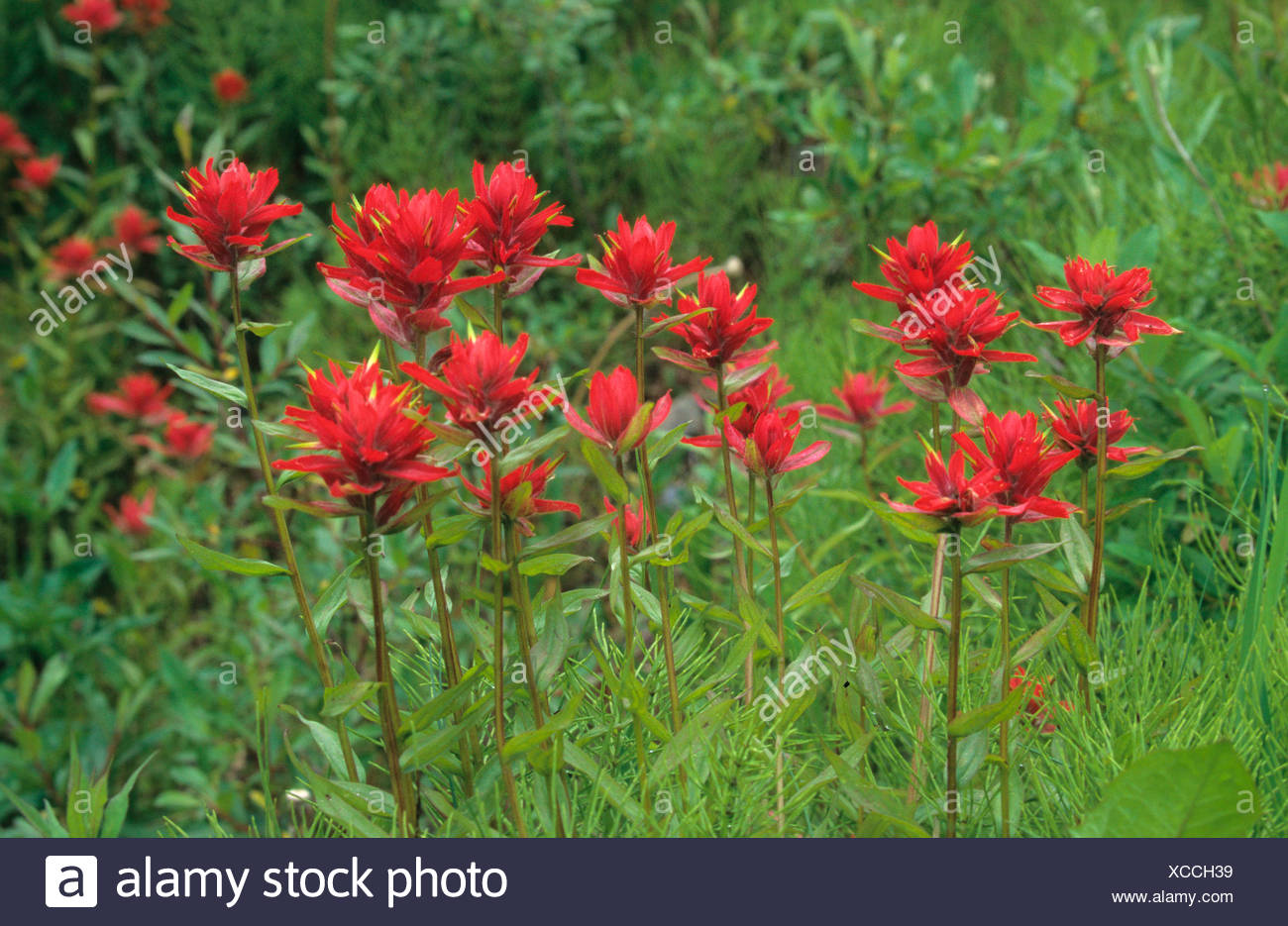Prairie Fire Flower High Resolution Stock Photography and Images - Alamy