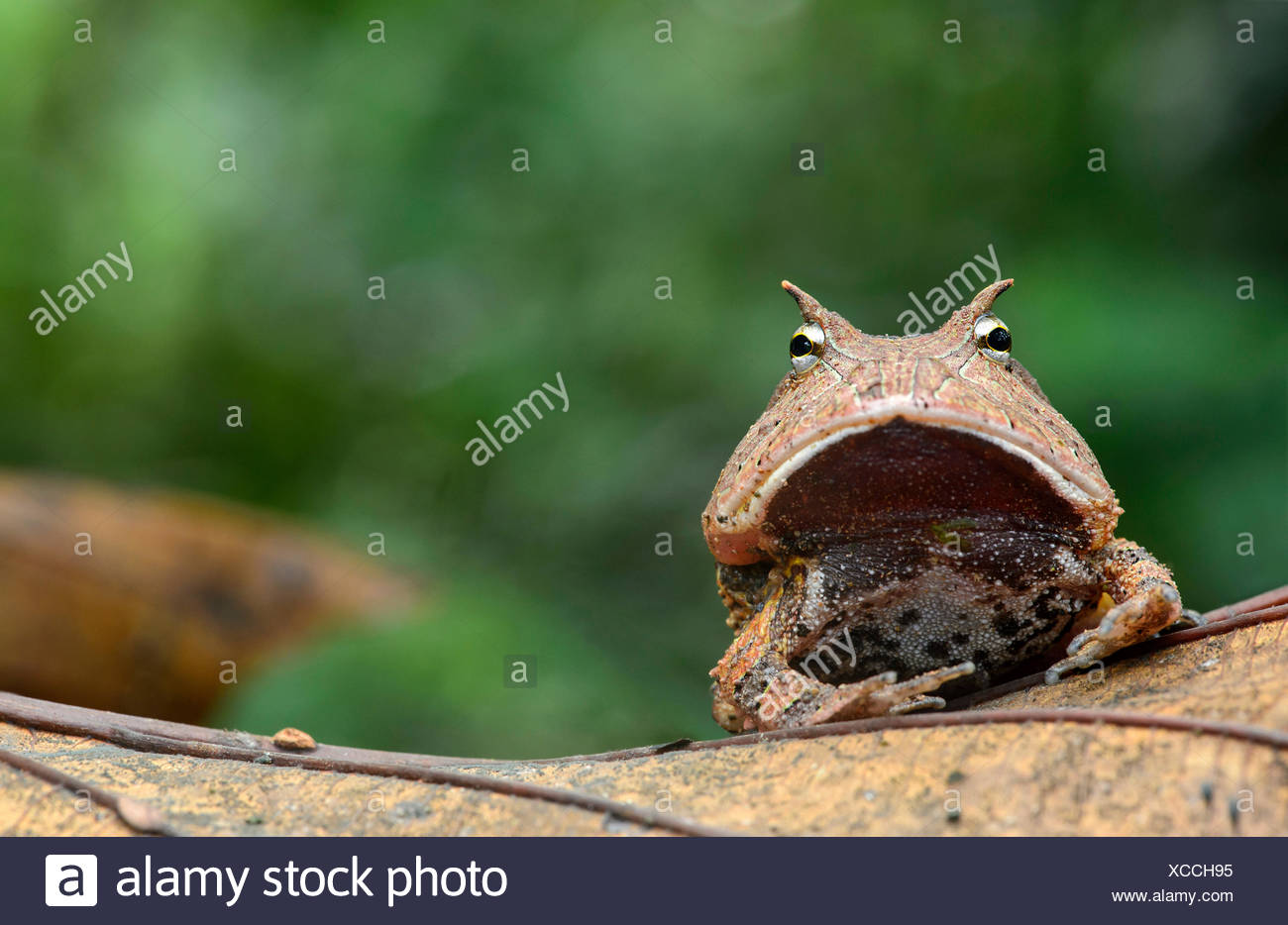 Amazonian Wildlife National Reserve High Resolution Stock Photography ...