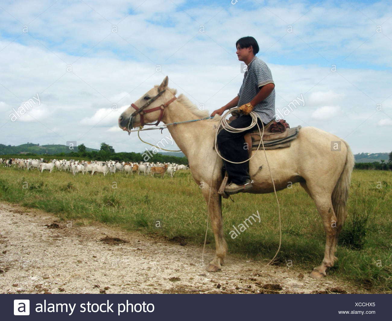Belize Cattle High Resolution Stock Photography and Images - Alamy