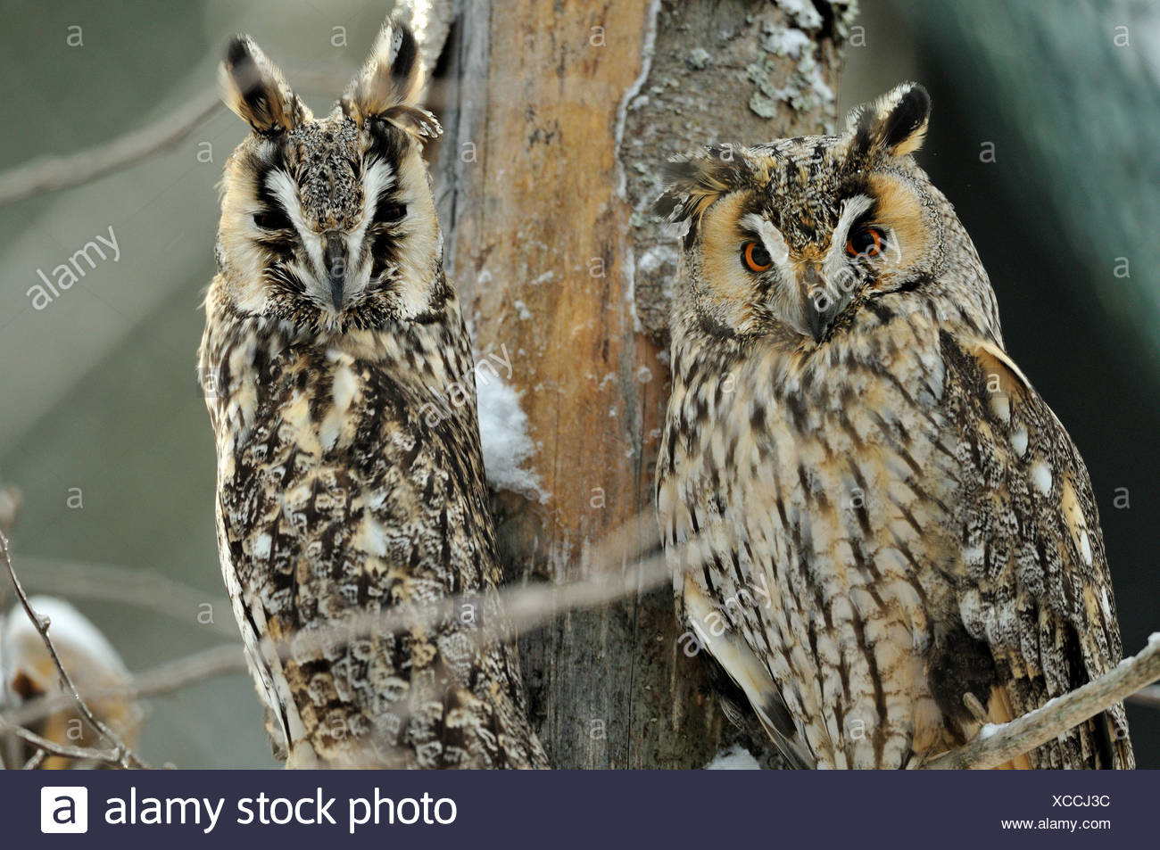Ear Owl High Resolution Stock Photography and Images - Alamy