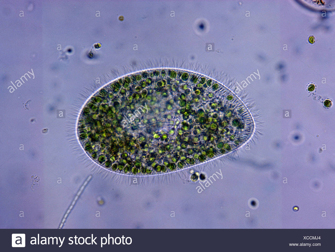 Paramecium Stock Photos & Paramecium Stock Images - Alamy