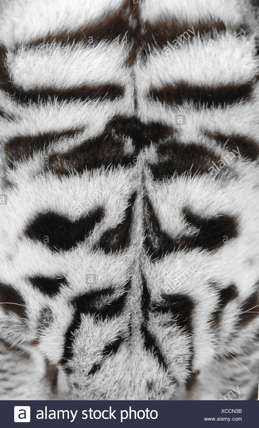 Tiger Skin Rug High Resolution Stock Photography and Images - Alamy