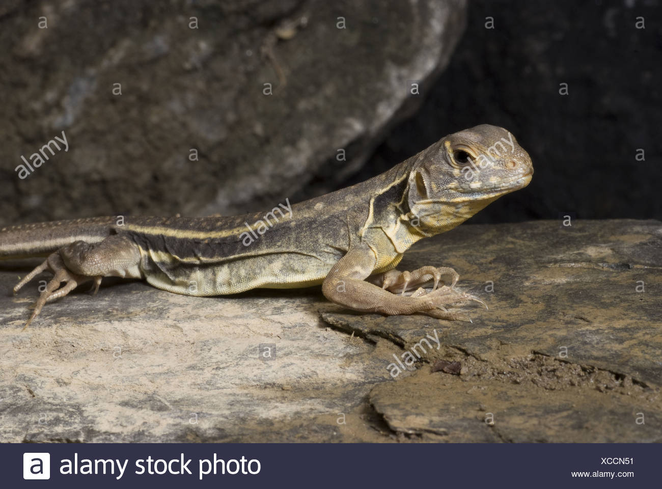 Common Butterfly Lizard High Resolution Stock Photography and Images ...