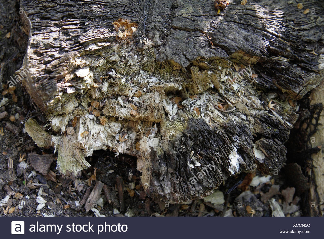 Timber With Wet Rot High Resolution Stock Photography and Images - Alamy