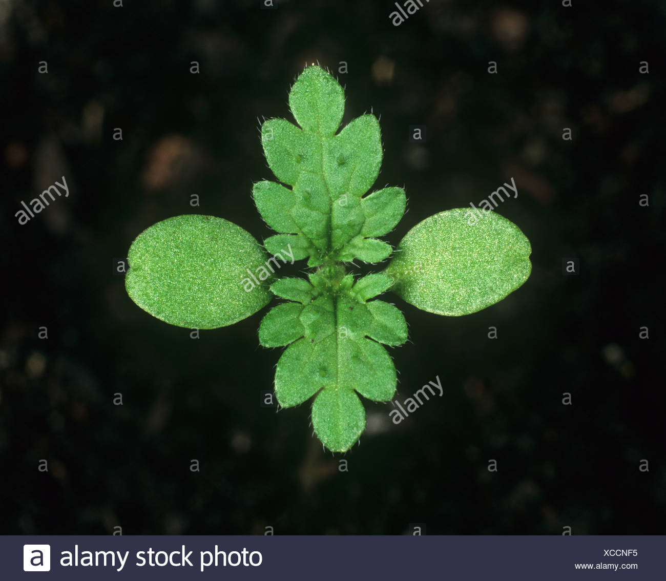 Seedling Cotyledons First True Leaves High Resolution Stock Photography ...