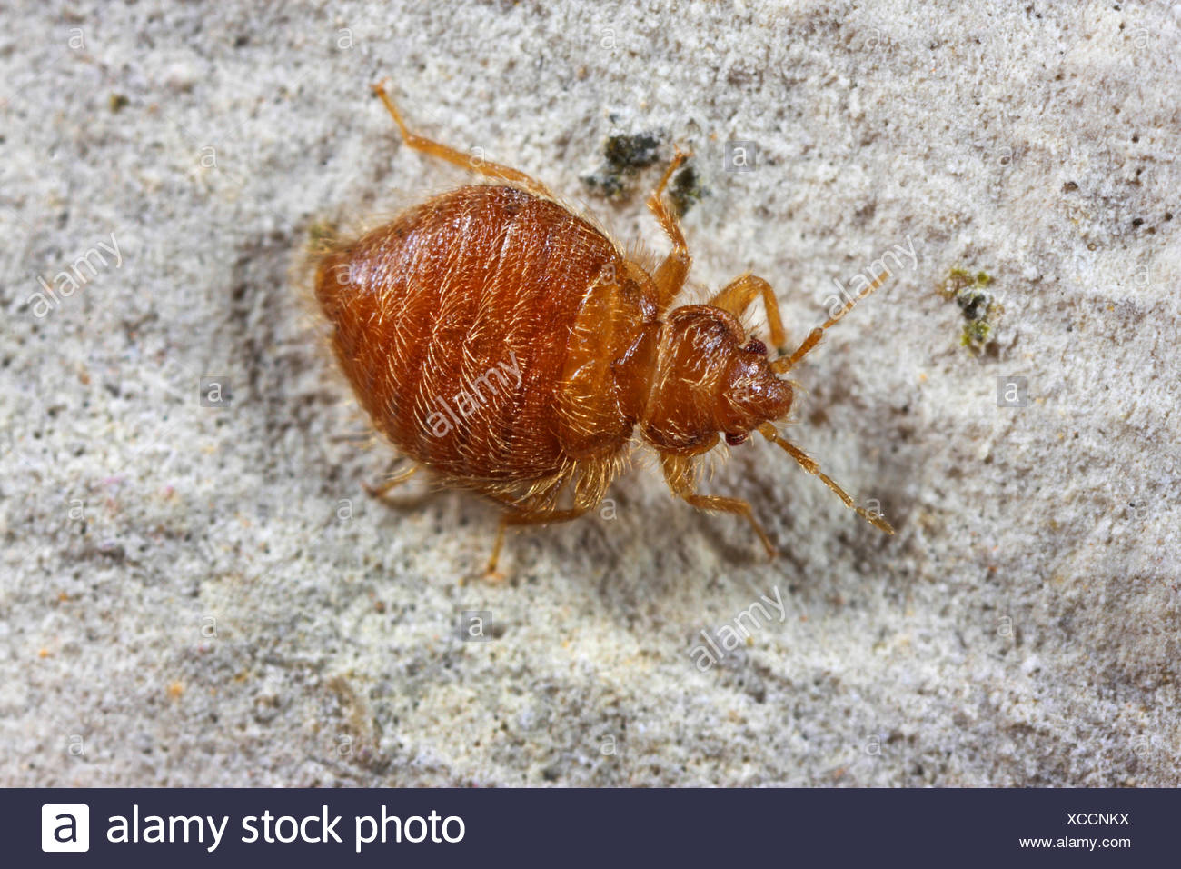 Martin Bug High Resolution Stock Photography and Images - Alamy