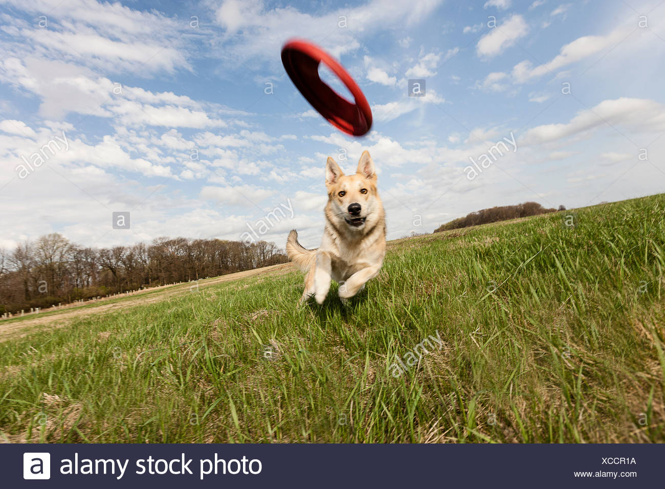 Catch Catcher High Resolution Stock Photography and Images - Alamy