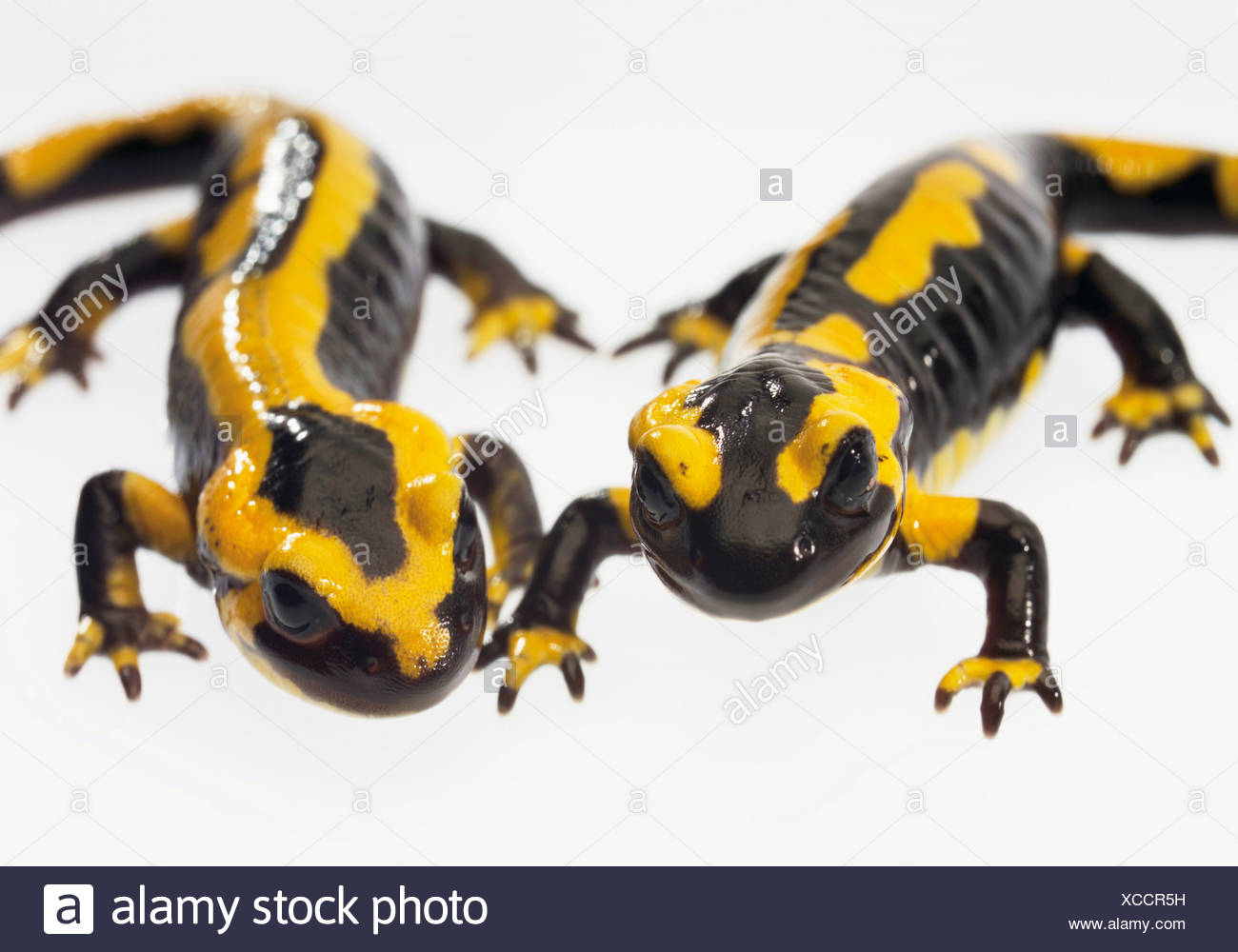 Fire Salamanders High Resolution Stock Photography and Images - Alamy