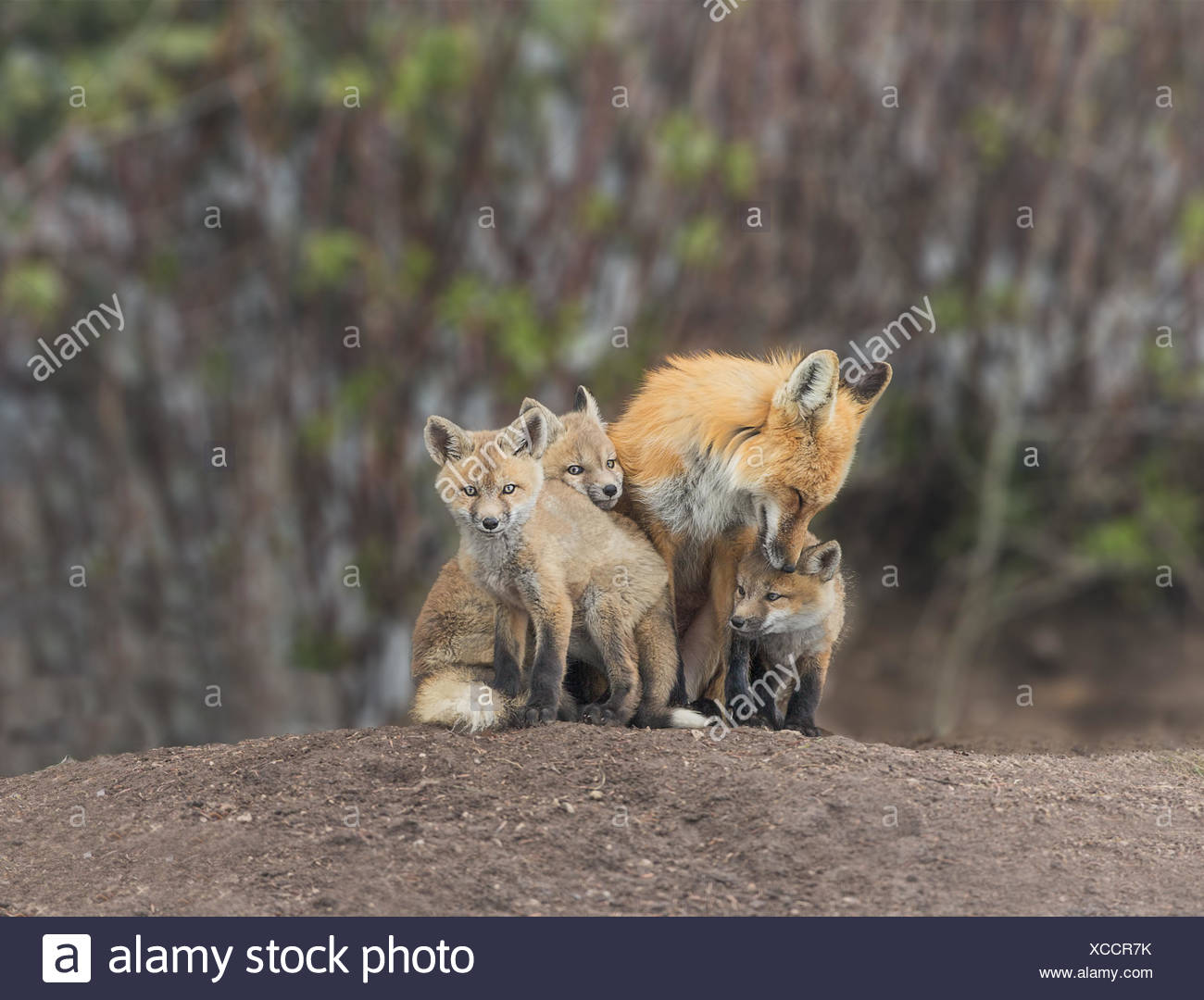 Fox Grooming High Resolution Stock Photography and Images - Alamy