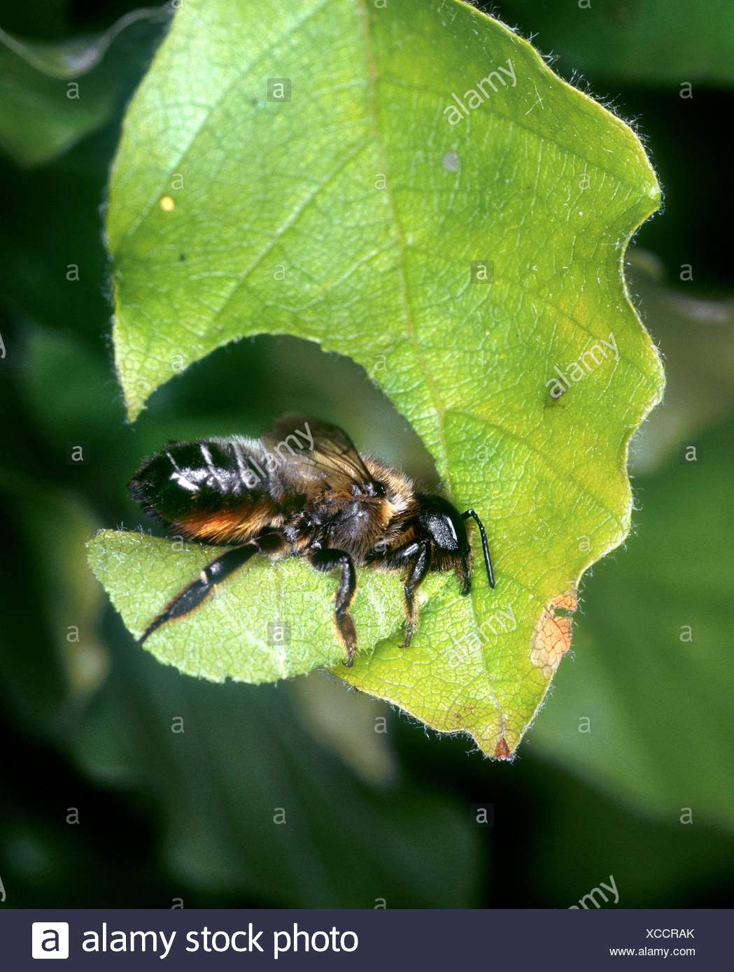 Leaf Cutter Bees Stock Photos & Leaf Cutter Bees Stock Images - Alamy