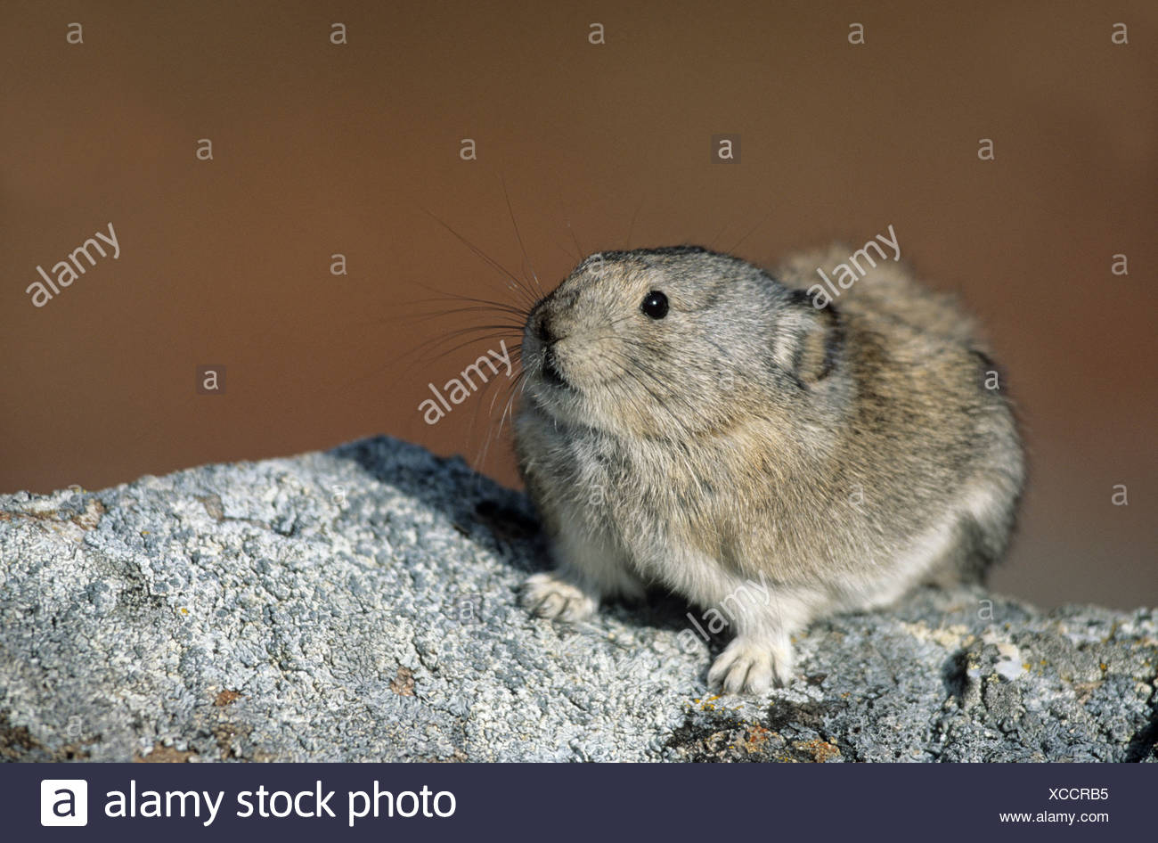 Pikas Stock Photos & Pikas Stock Images - Alamy