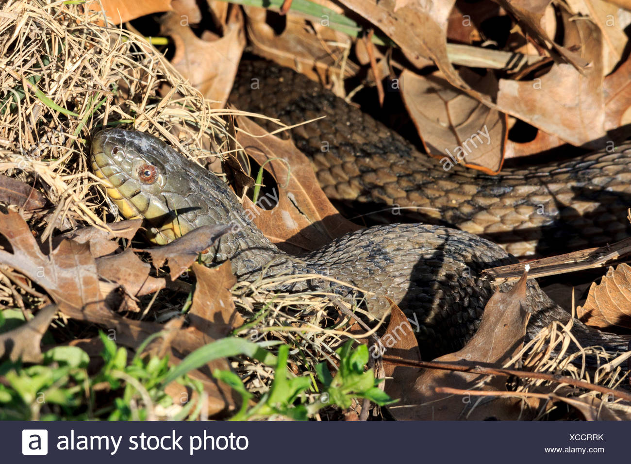 Diamondback Water Snake Duck Creek High Resolution Stock Photography ...