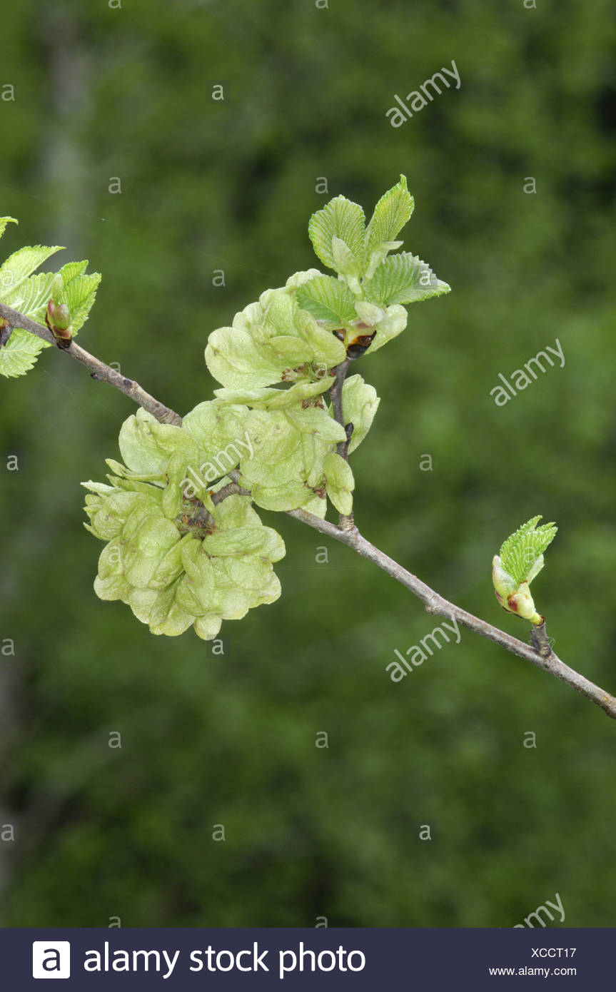 English Elm Leaf High Resolution Stock Photography and Images - Alamy