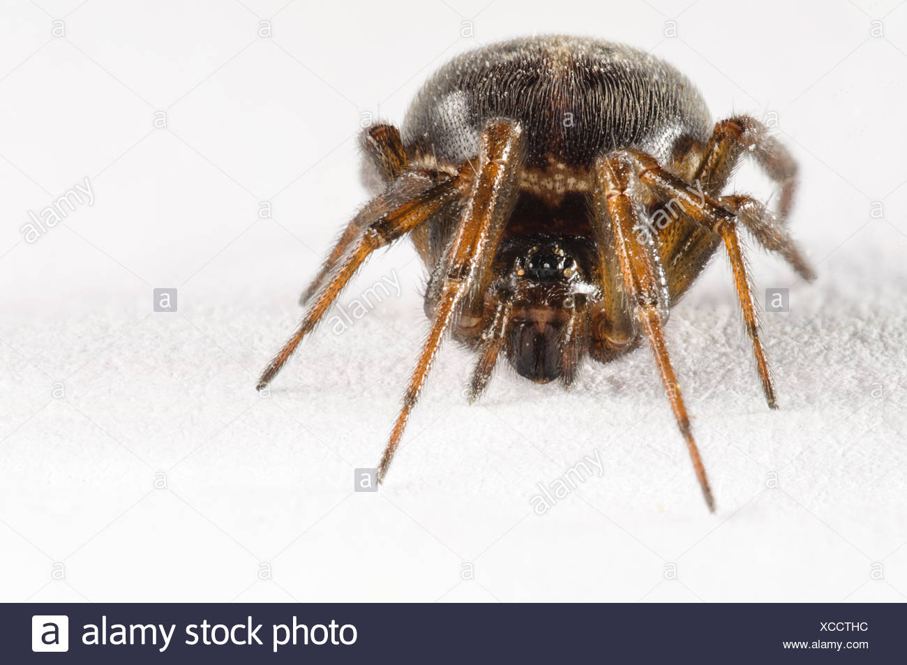 False Spiders High Resolution Stock Photography and Images - Alamy