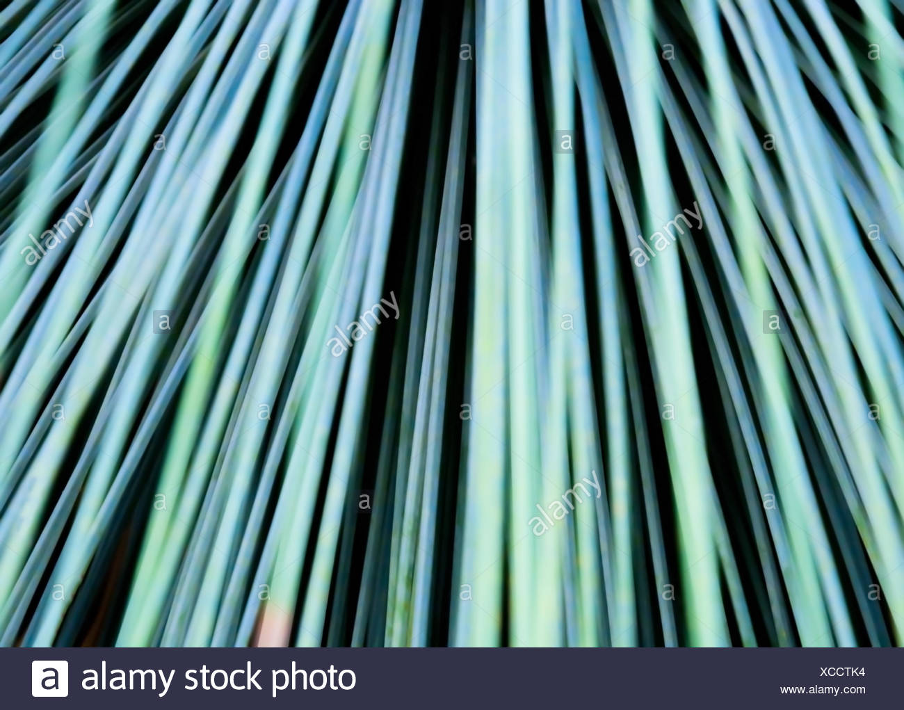 Sotol High Resolution Stock Photography and Images - Alamy