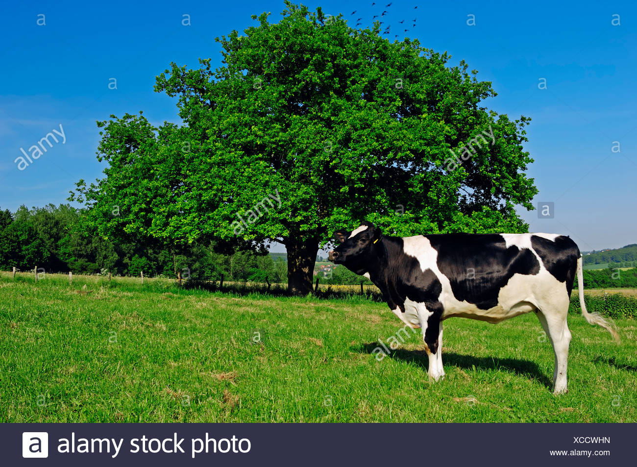 Holstein Friesian Stock Photos & Holstein Friesian Stock Images - Alamy