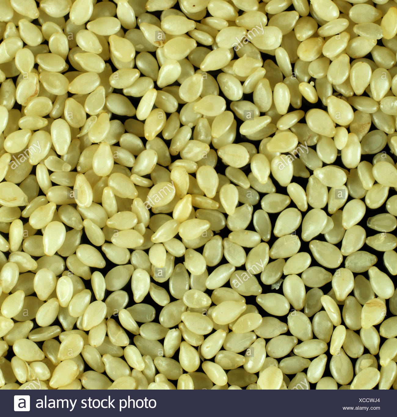 Sesamum Stock Photos & Sesamum Stock Images - Alamy