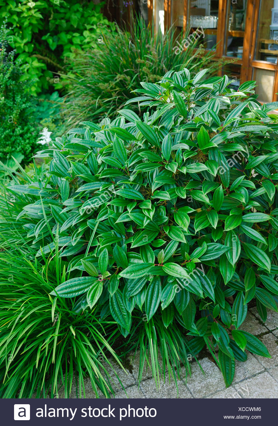 Evergreen Viburnum High Resolution Stock Photography and Images - Alamy