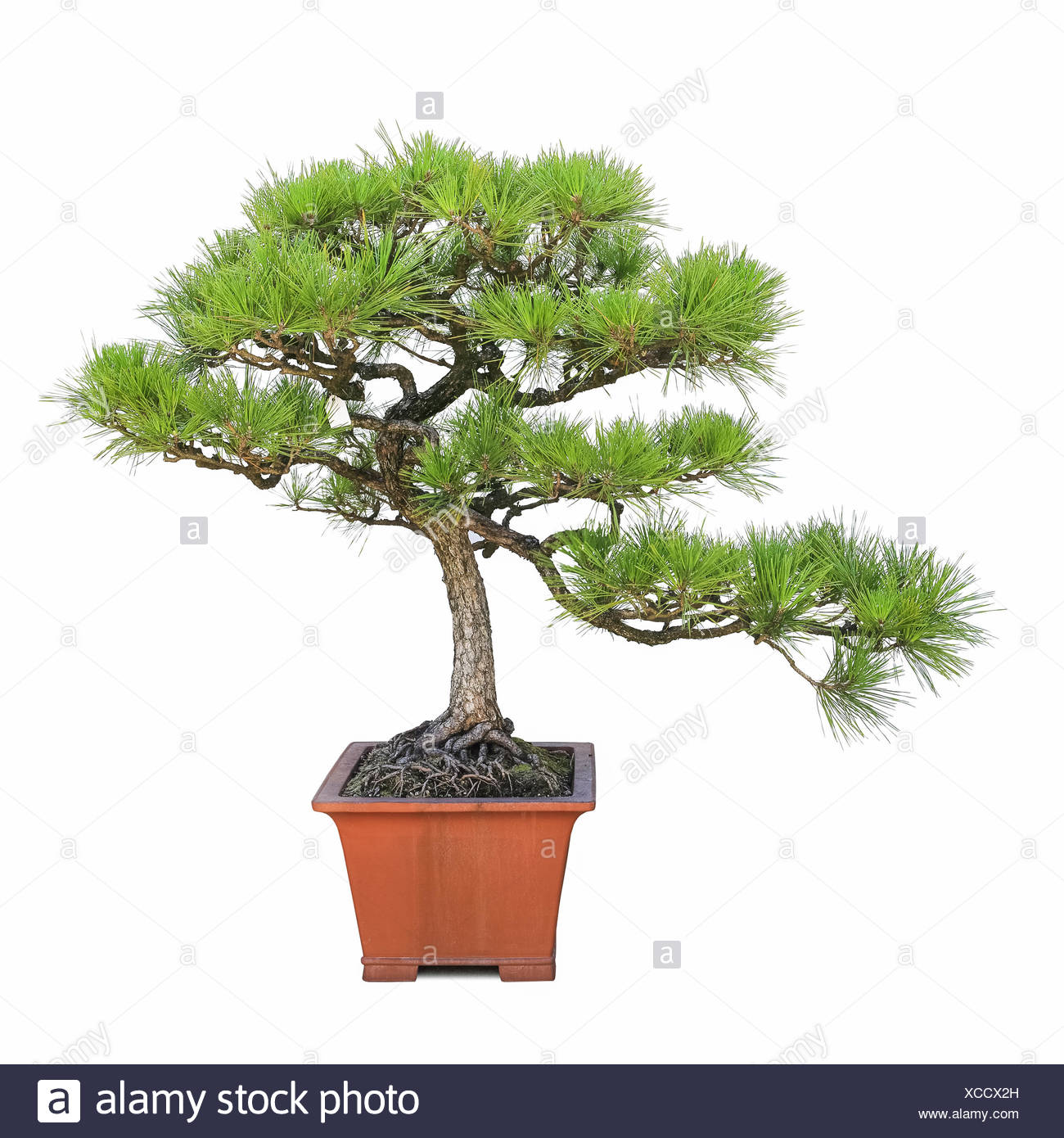 Chinese White Pine Tree Stock Photos & Chinese White Pine Tree Stock ...