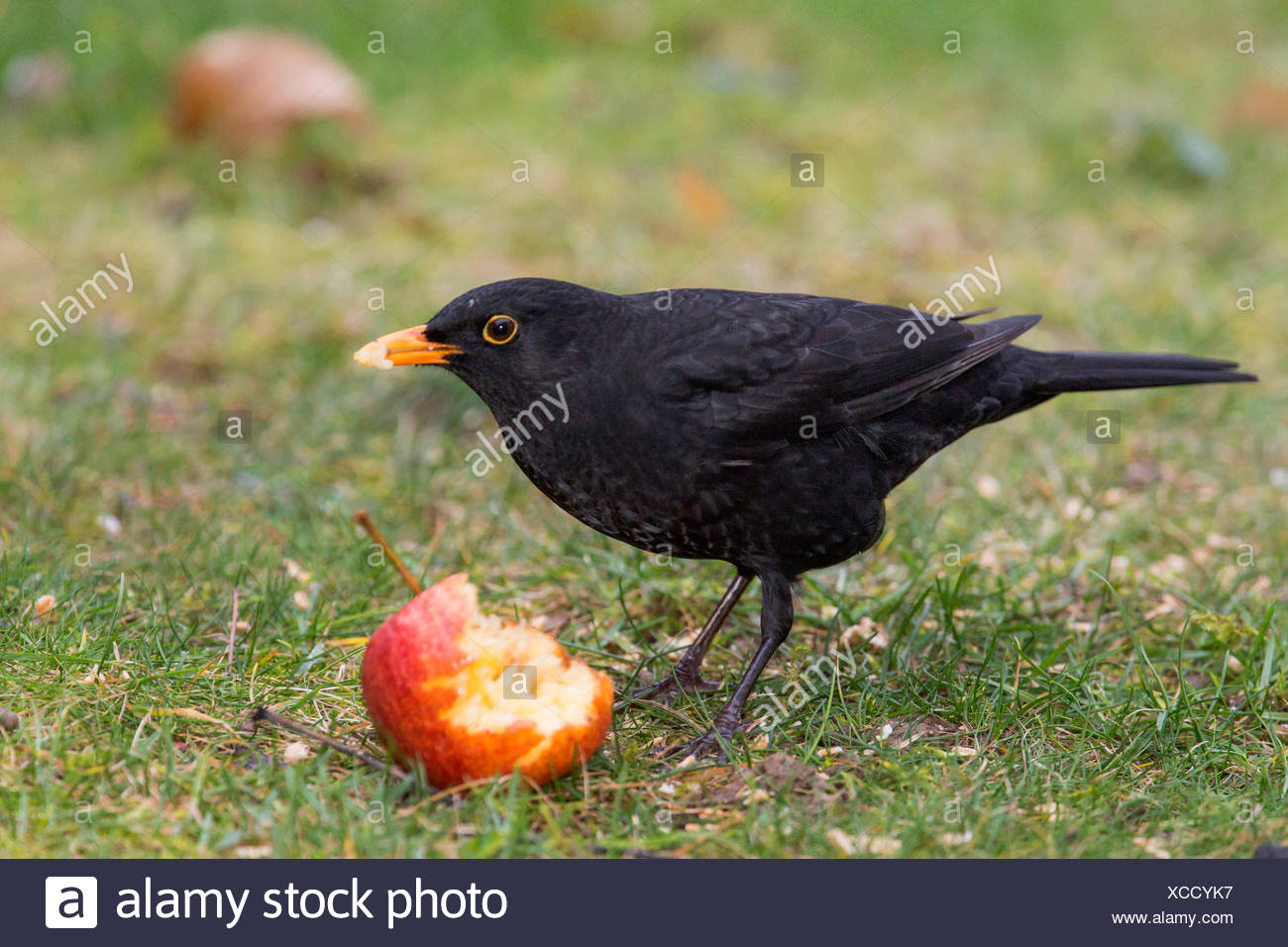 Birds Pecking Fruit Stock Photos & Birds Pecking Fruit Stock Images - Alamy