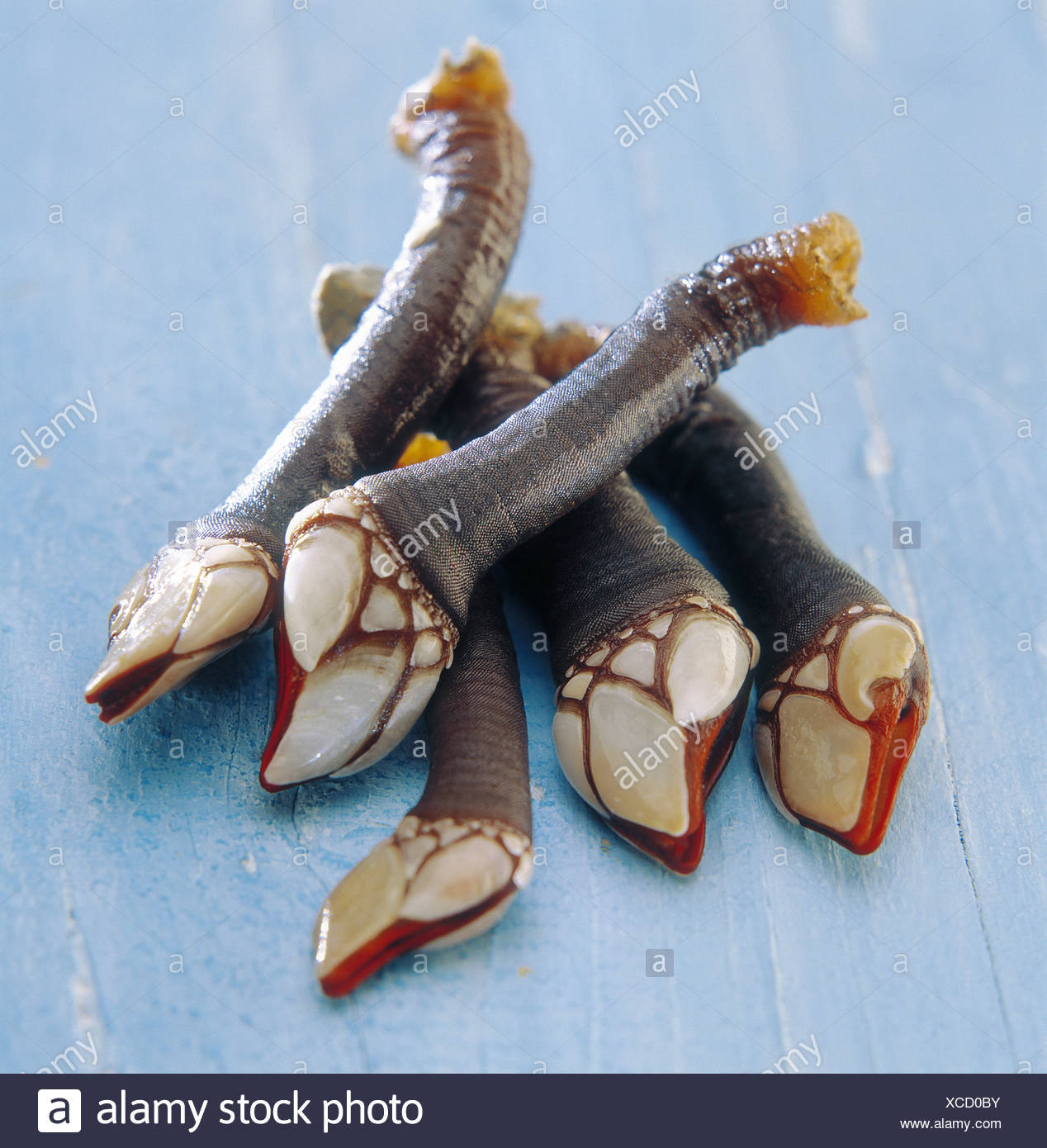Goose Barnacles Stock Photos & Goose Barnacles Stock Images - Alamy