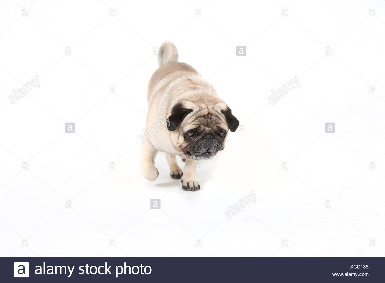 Fat Pug High Resolution Stock Photography and Images - Alamy