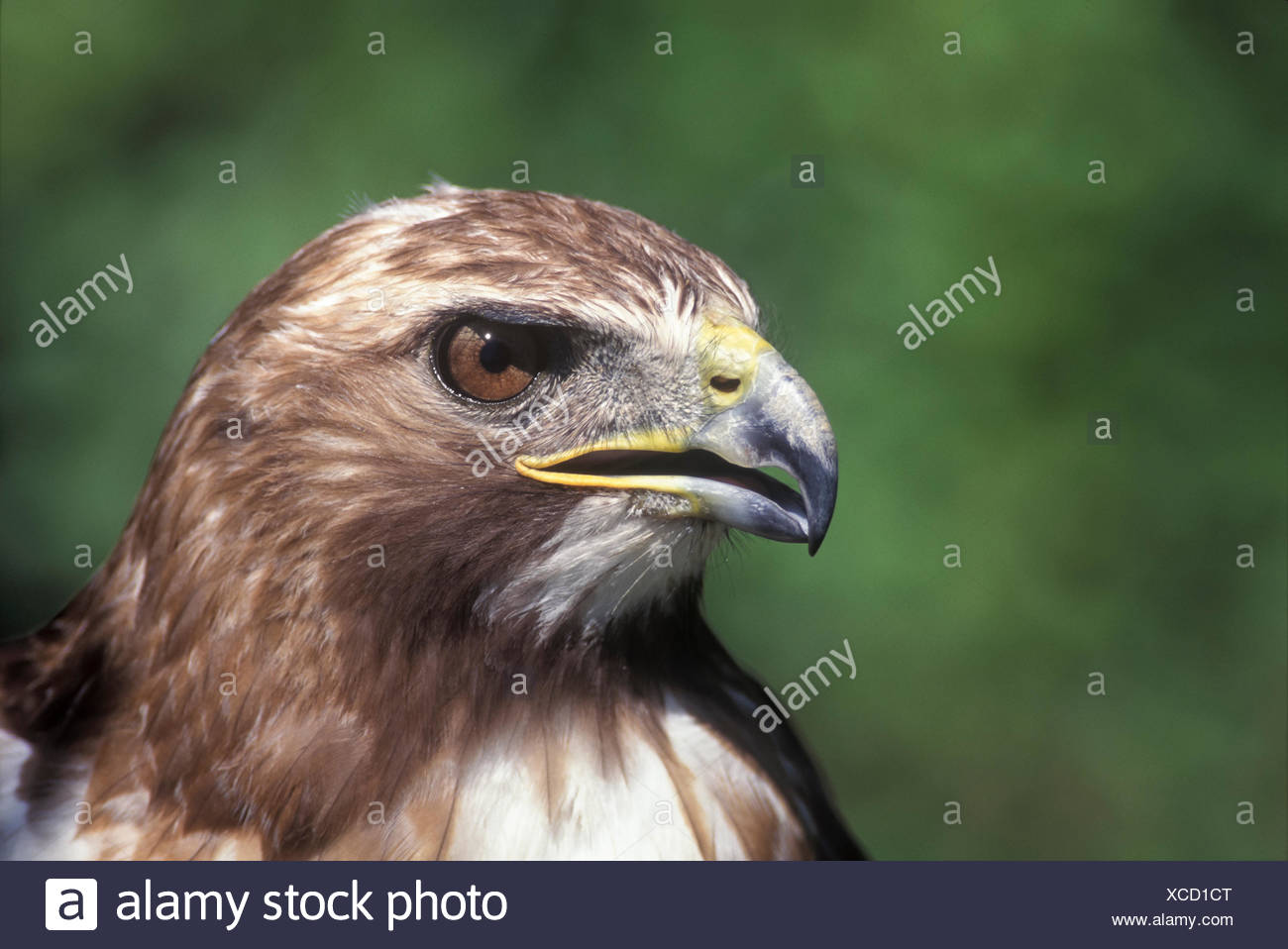 Canadian Red Tailed Hawk High Resolution Stock Photography and Images ...