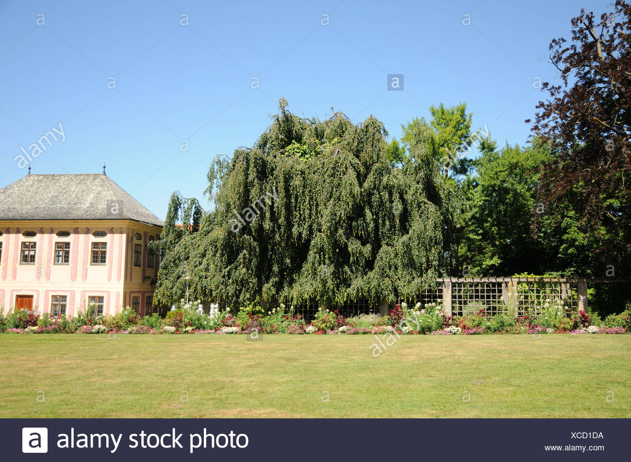 Weeping Beech Tree High Resolution Stock Photography and Images - Alamy